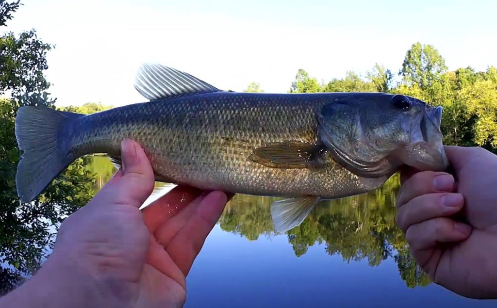 Bass Fishing with Texas Rig Soft Plastic Craws and Worms - Realistic ...