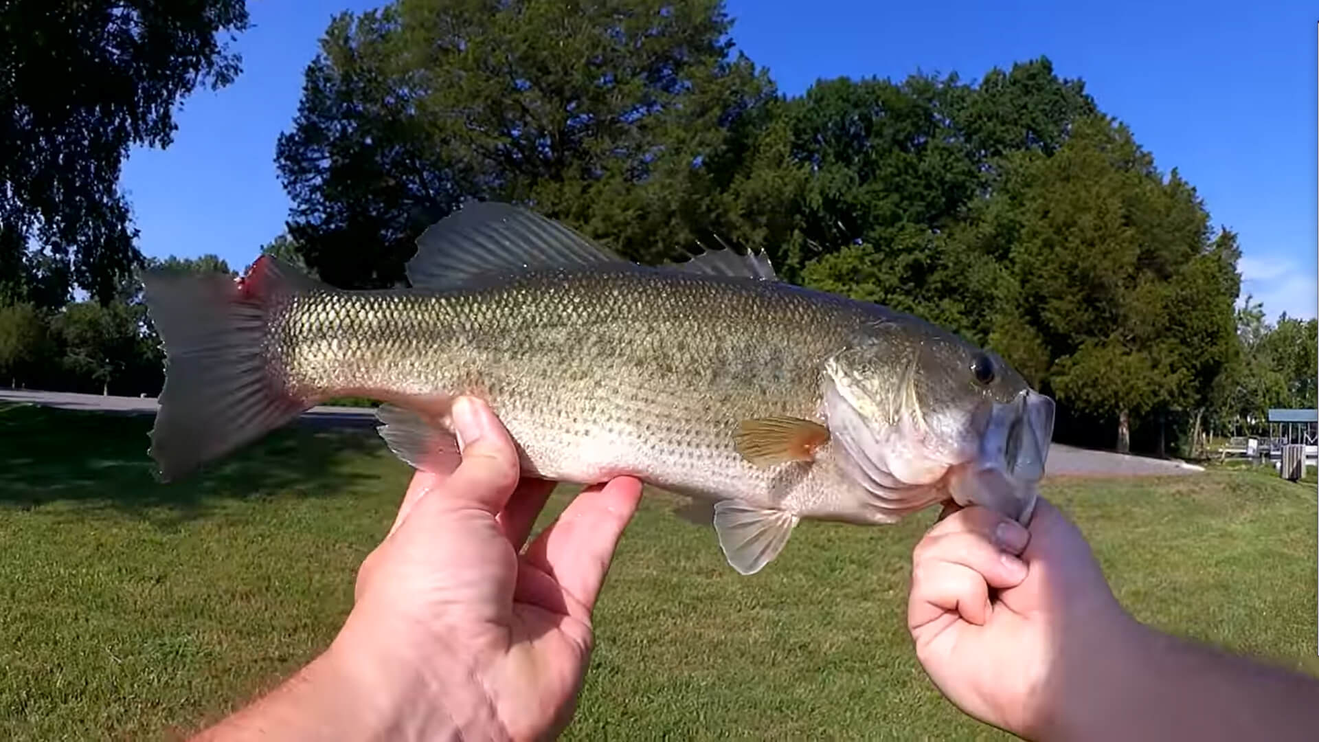 Catching a Monster Bass on a Texas Rig Worm - Realistic Fishing