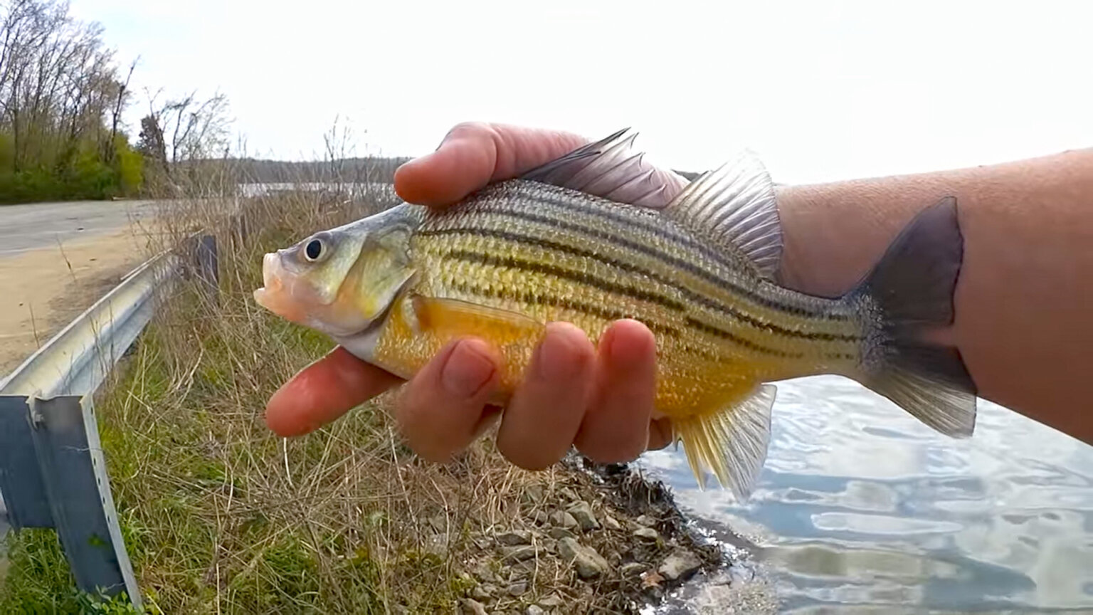 When Realistic Fishing is Catching Fish the Bass Boats Show Up, Easy ...