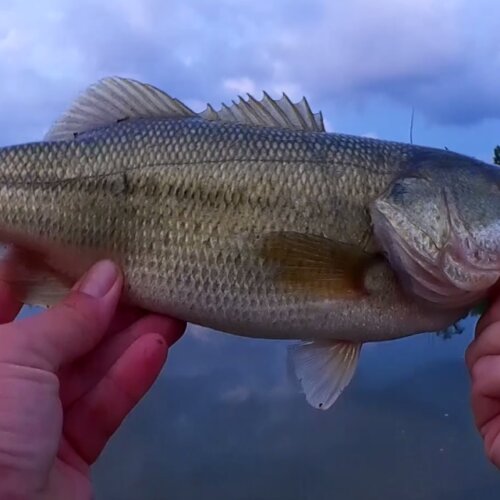 Realistic Bass Fishing with Cheap Lures from Walmart - Realistic Fishing