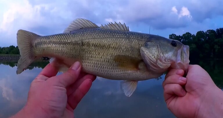 Realistic Bass Fishing with Topwater Lures! Best Time To Catch Bass ...
