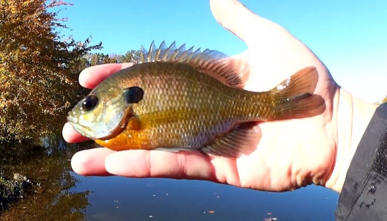 Fishing for Crappie and Panfish When it's Cold - Realistic Fishing