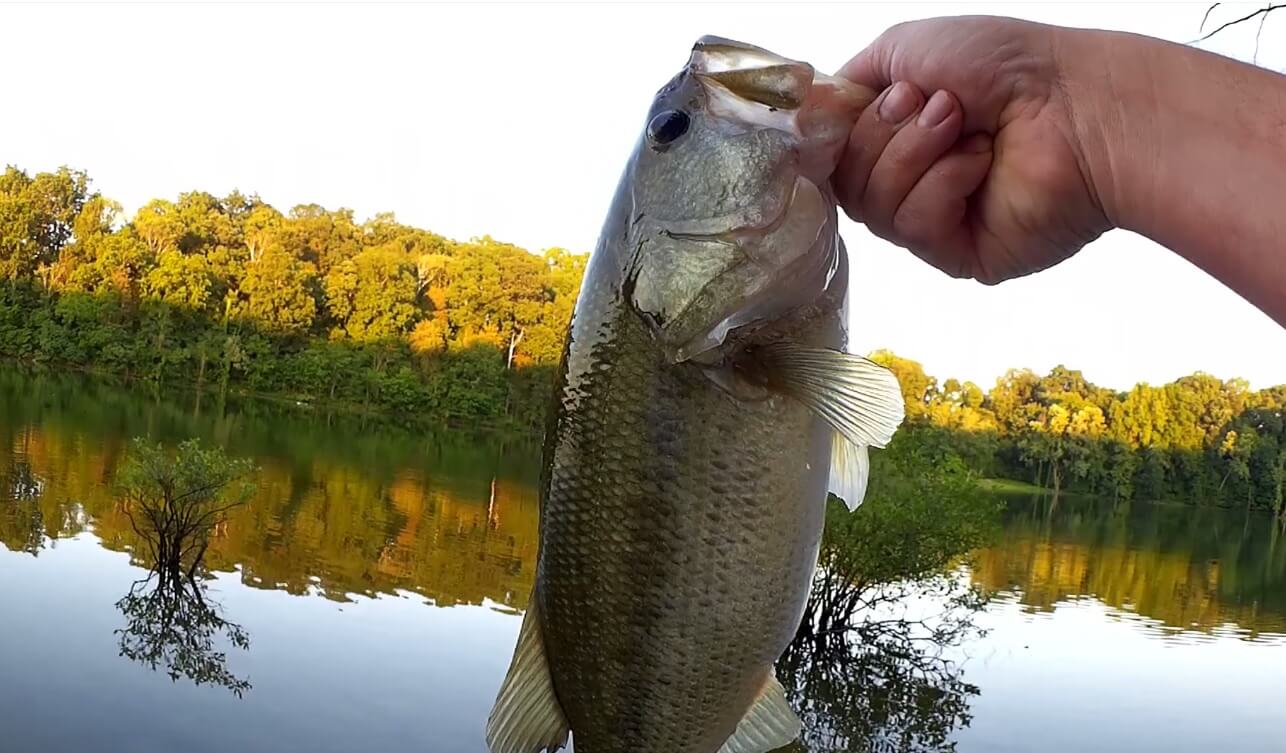 Top 10 Reasons to Buy a CHEAP Baitcaster - Realistic Fishing