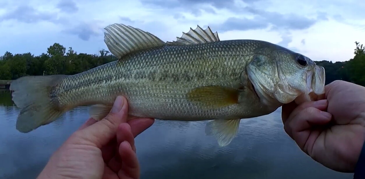 How to Catch Bass During the Hot Summer - Realistic Fishing