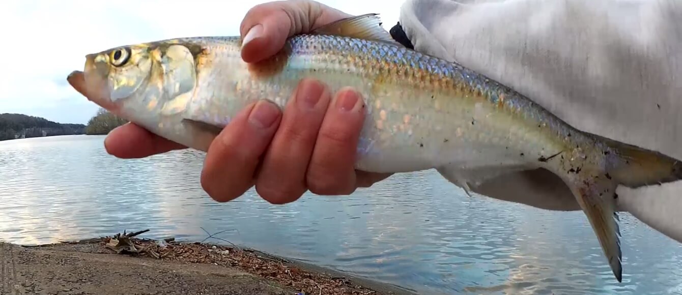 Fall Bank Fishing with Live & Artificial Minnows - Realistic Fishing