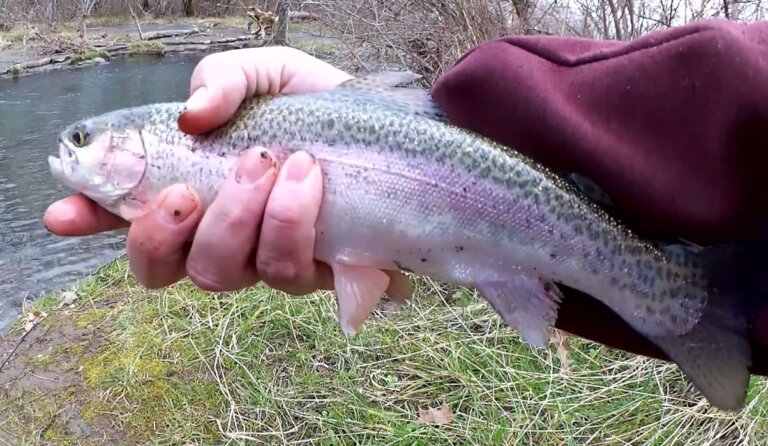 The Best Trout Fishing in a Small Creek - Realistic Fishing